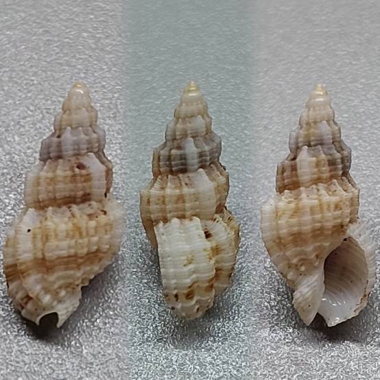 shellauction.net :: Nassarius sp. - 4066083