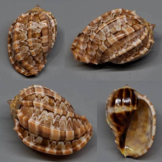 shellauction.net :: Harpa major - 4068411