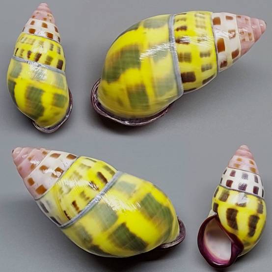 shellauction.net :: Amphidromus latestrigatus consobrinus - 4075920