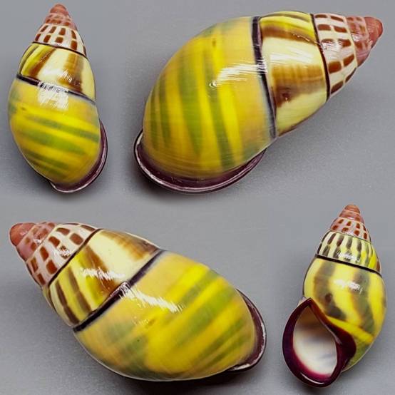 shellauction.net :: Amphidromus latestrigatus consobrinus - 4075927