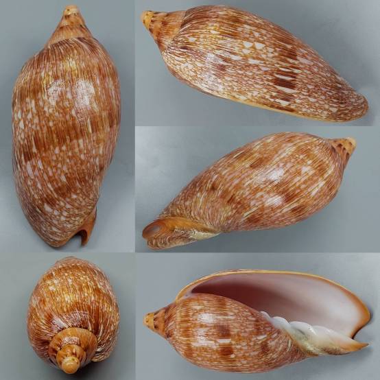shellauction.net :: Cymbiola marispuma - 4077112