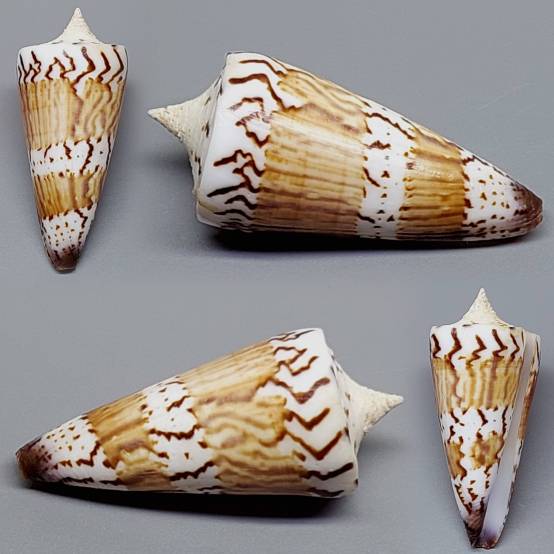 shellauction.net :: Conus generalis - 4077193