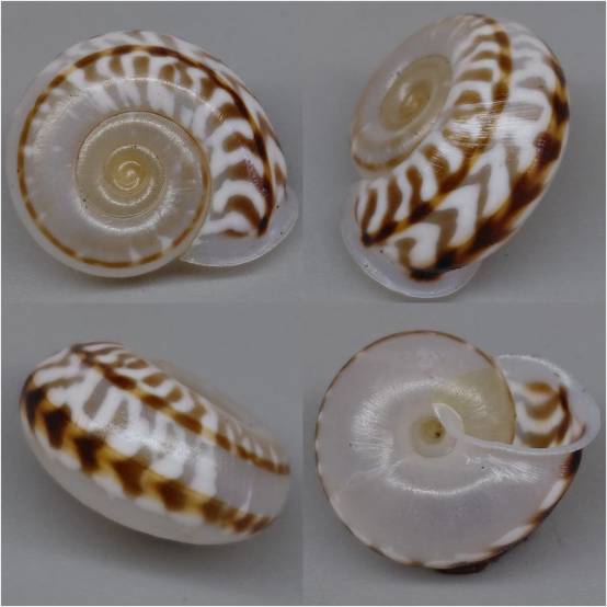 shellauction.net :: Planispira sp. - 4077762