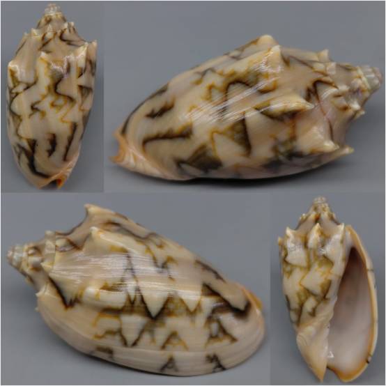 shellauction.net :: Cymbiola vespertilio - 4077968