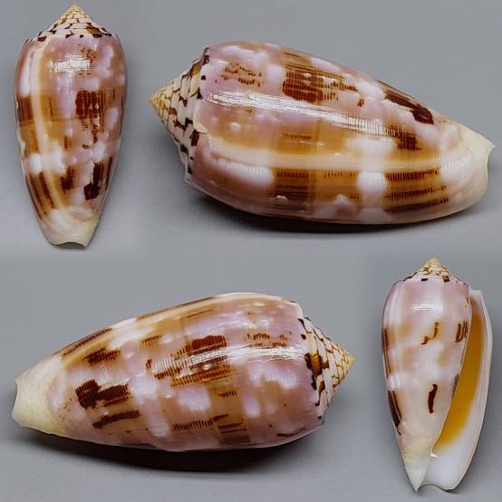 shellauction.net :: Conus floridus - 4082065
