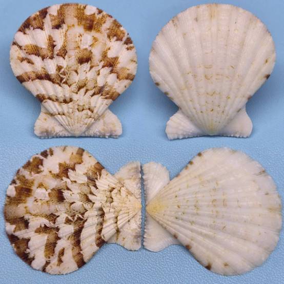 shellauction.net :: Bractechlamys vexillum - 4083259