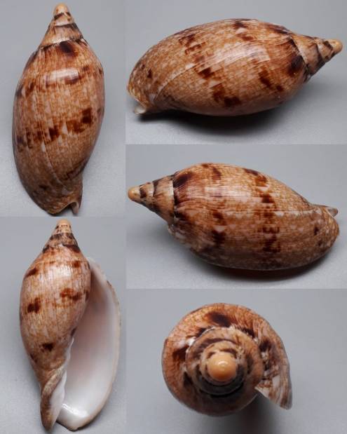 shellauction.net :: Cymbiola innexa marispuma - 4086764