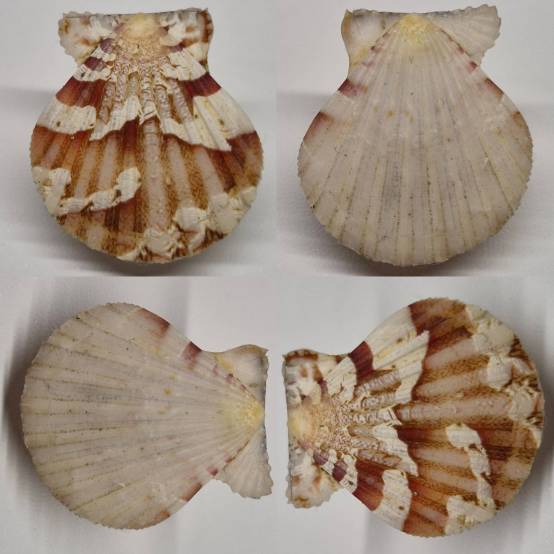 shellauction.net :: Bractechlamys vexillum - 4087631