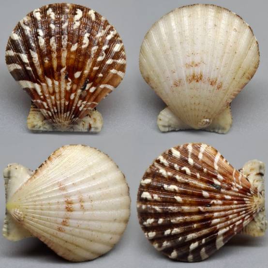 shellauction.net :: Bractechlamys vexillum - 4088889
