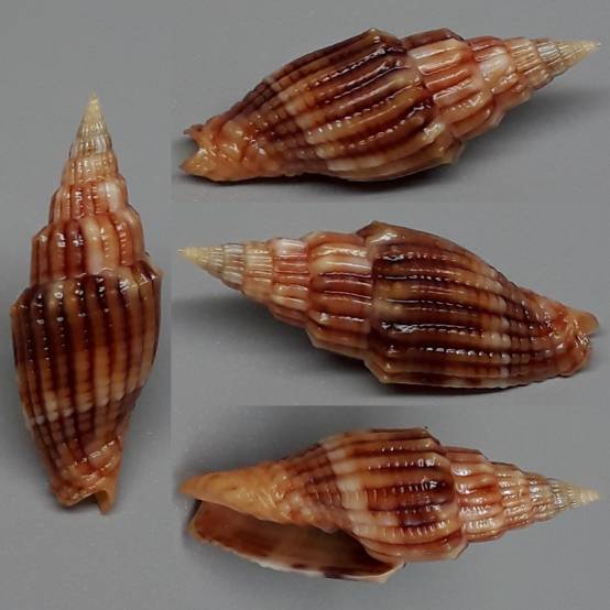 shellauction.net :: Vexillum cookorum - 4117733