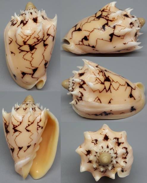 shellauction.net :: Cymbiola chrysostoma - 4124840