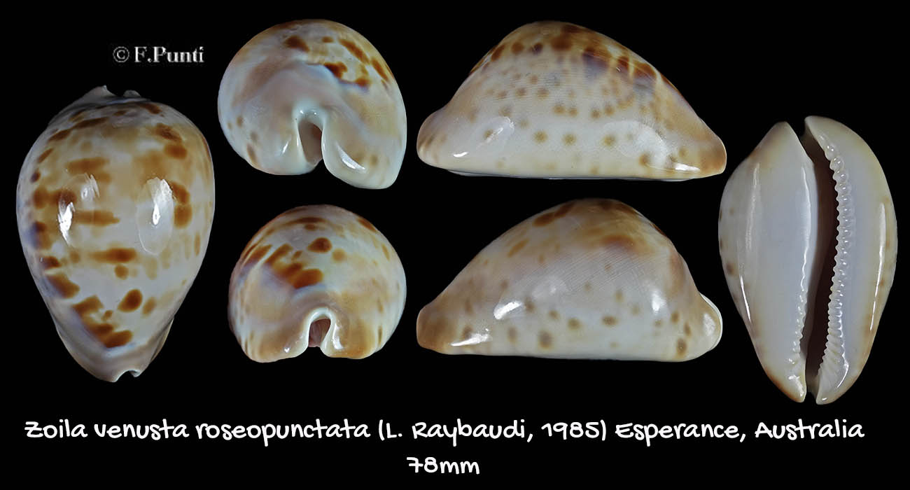 shellauction.net :: Zoila venusta f. roseopunctata - 2897249
