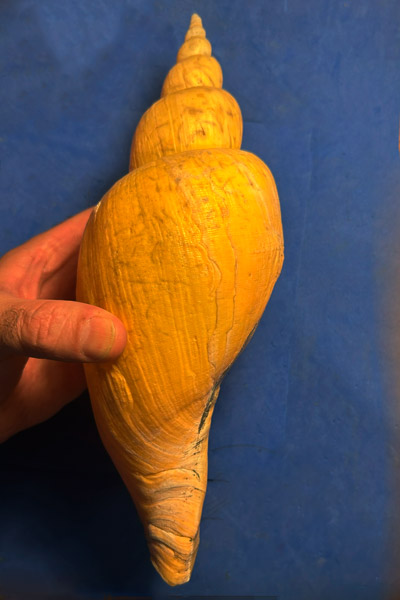 shellauction.net :: Adelomelon riosi - 3134941