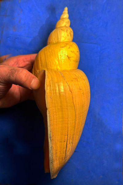 shellauction.net :: Adelomelon riosi - 3134941