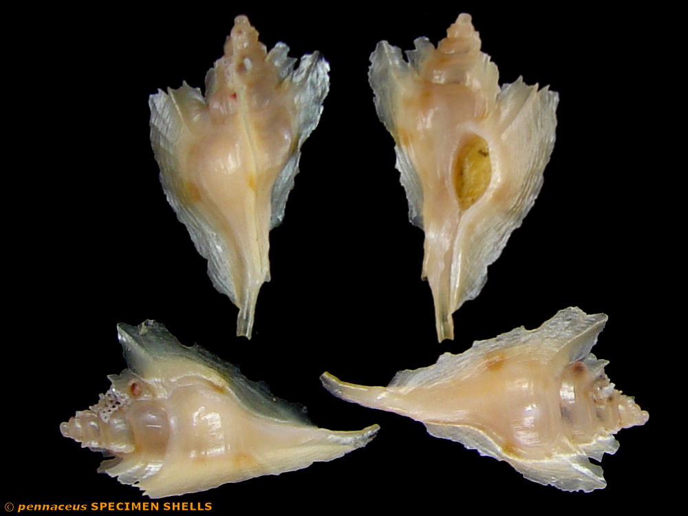 shellauction.net :: Timbellus fulgens - 3213522