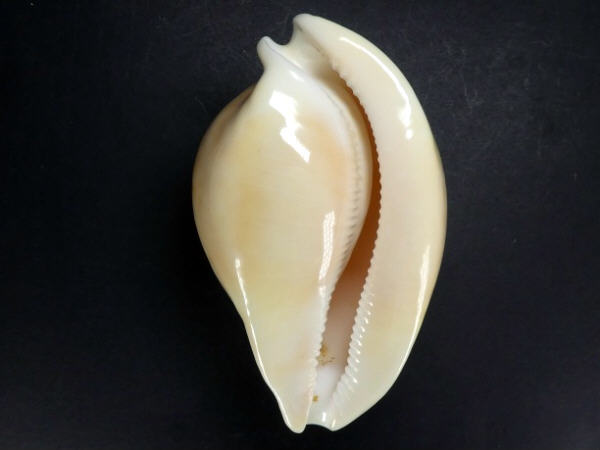 shellauction.net :: Cypraea armeniaca - 3294009