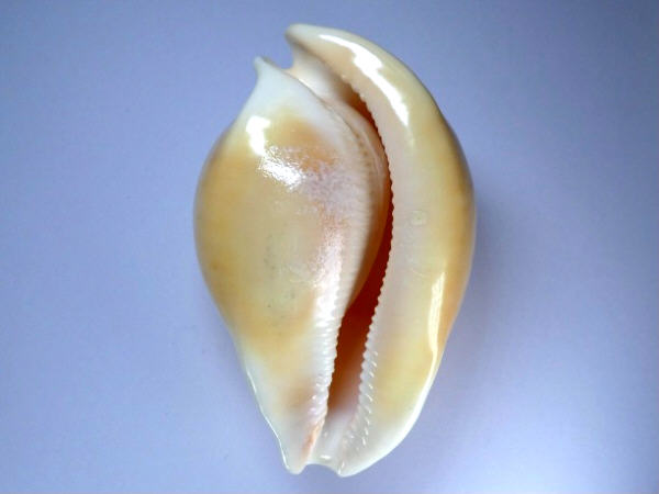 shellauction.net :: Cypraea armeniaca - 3294012