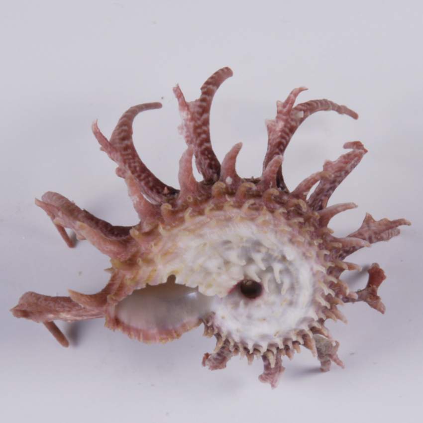 shellauction.net :: Angaria vicdani - 3338883