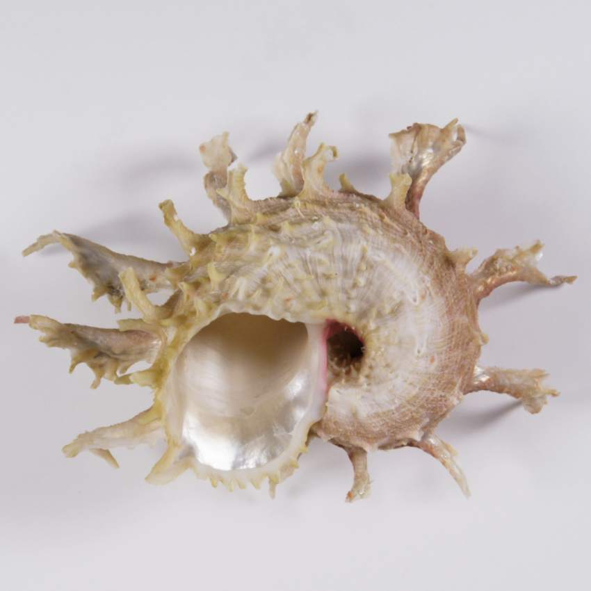 shellauction.net :: Angaria sphaerula - 3338994