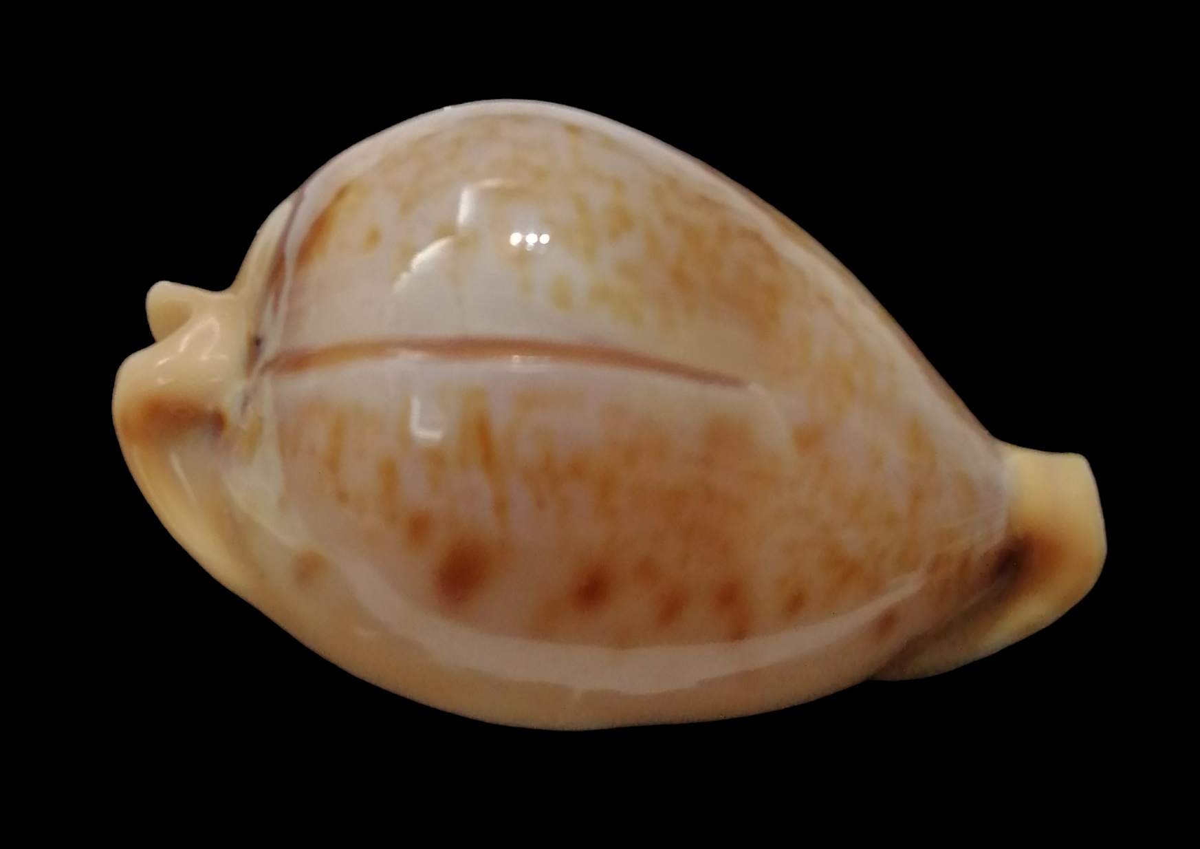 shellauction.net :: Nesiocypraea teramachii polyphemus - 3347859