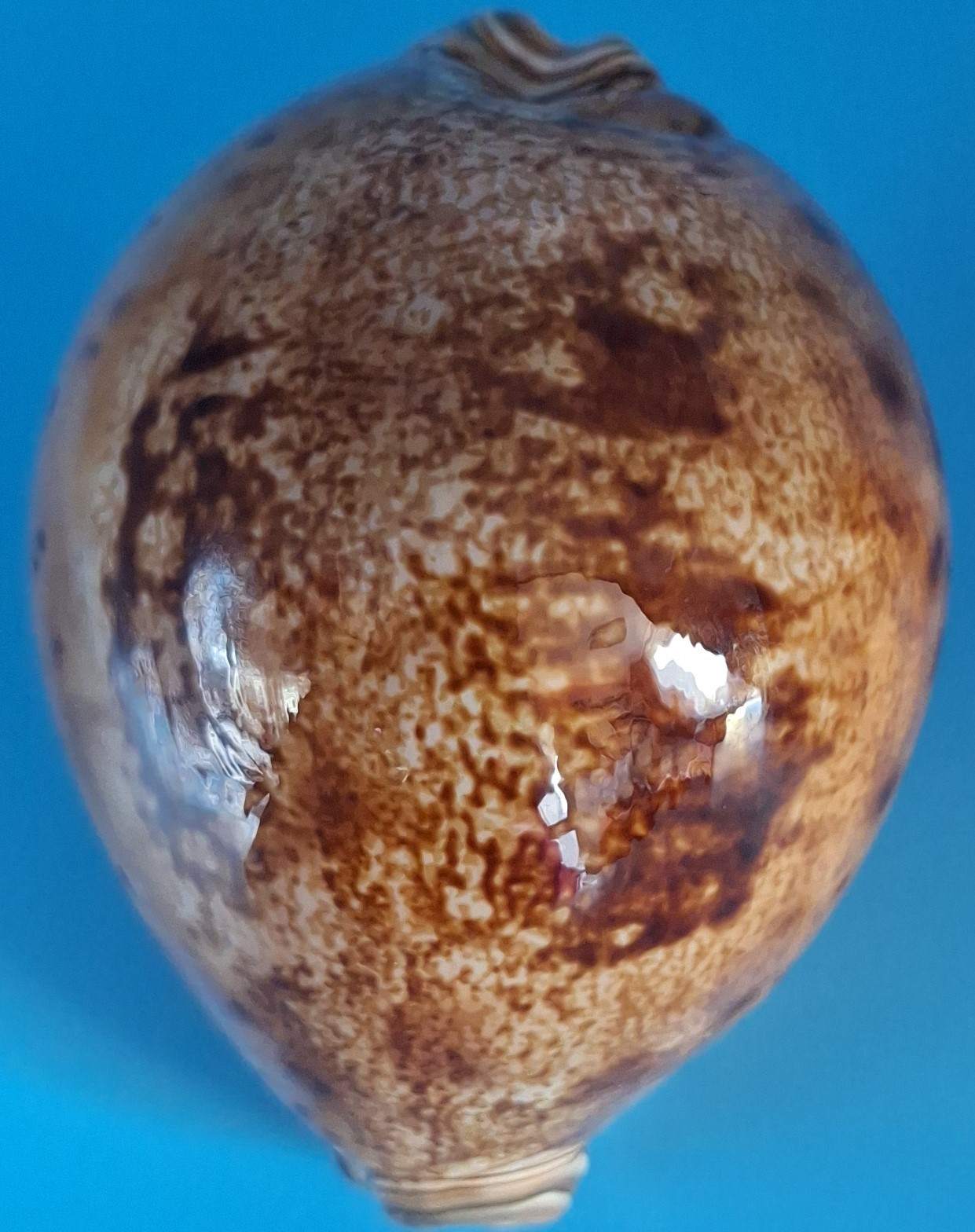 shellauction.net :: Leporicypraea valentia - 3363030