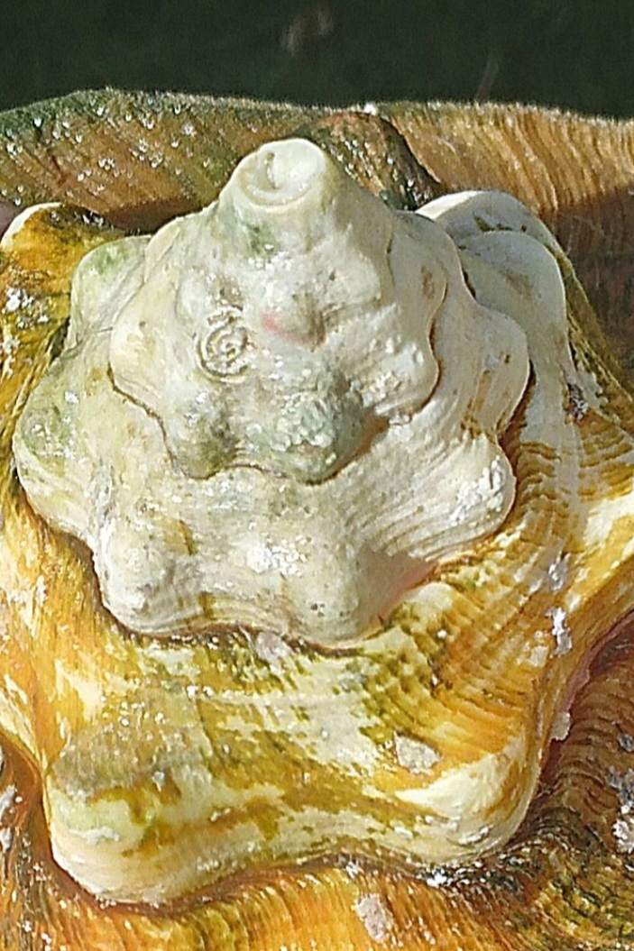 shellauction.net :: Turbinella angulata - 3364551