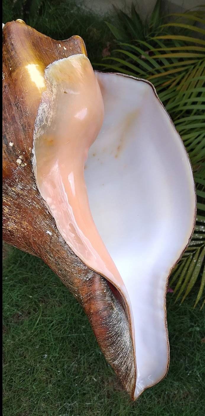 shellauction.net :: Turbinella angulata - 3364551