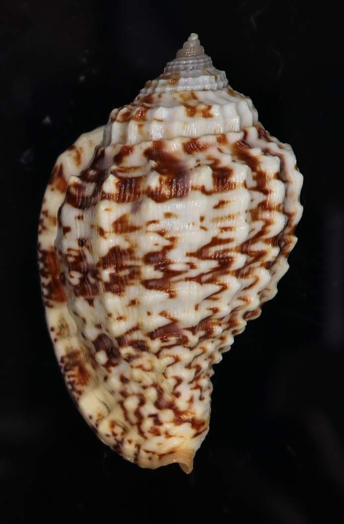 shellauction.net :: Morum macandrewi - 3364866