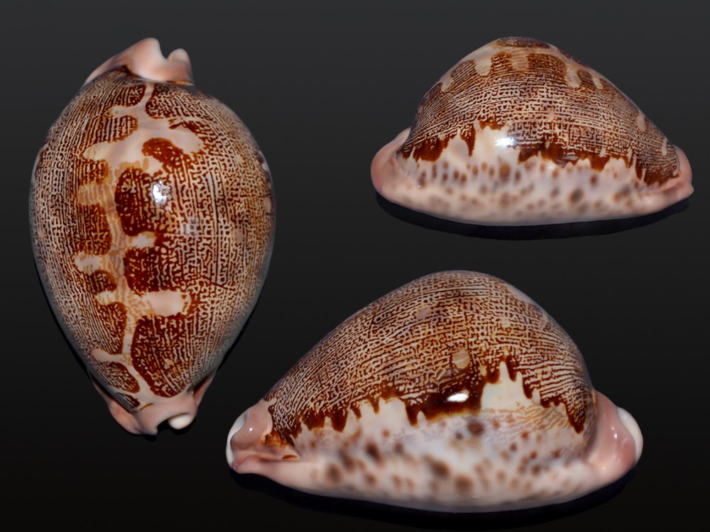 shellauction.net :: Cypraea mappa rosea singularis - 3366840