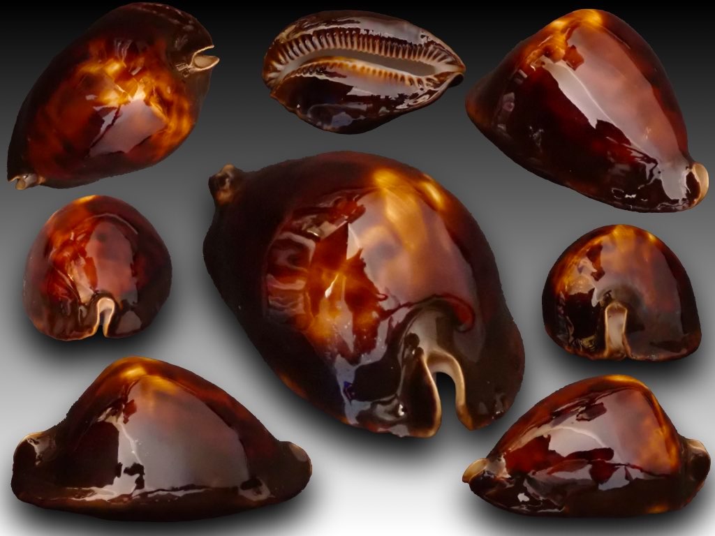 shellauction.net :: Zoila rosselli latistoma - 3378520