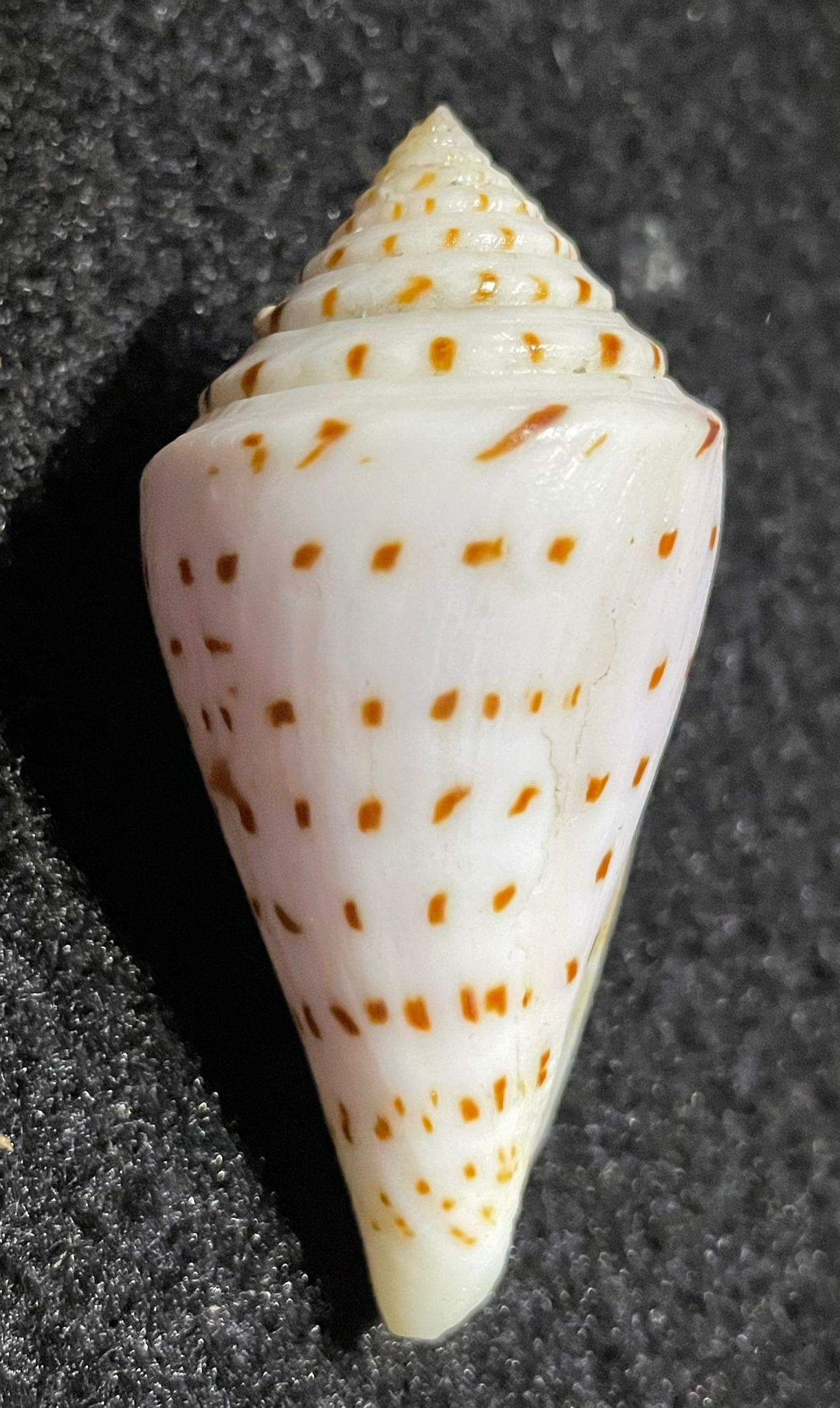 shellauction.net :: Conus stupella - 3379319