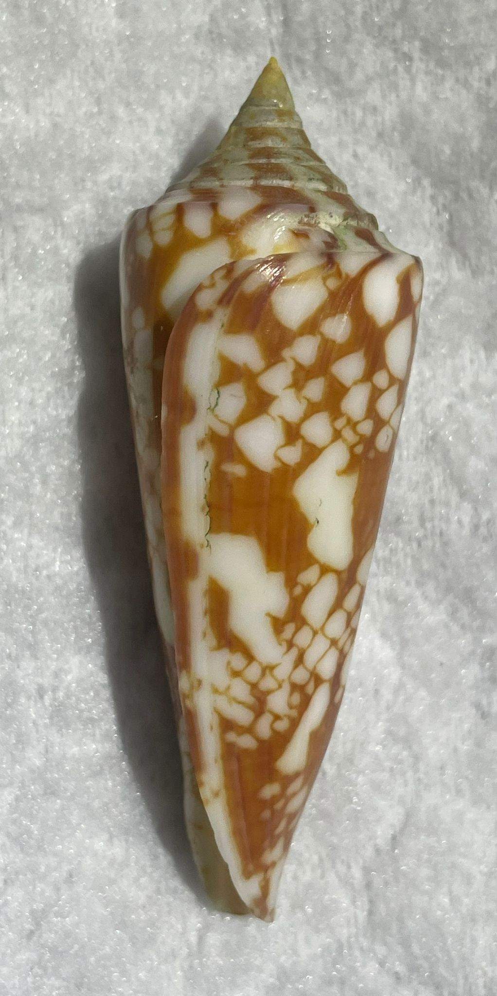 shellauction.net :: Conus kawamurai - 3380896