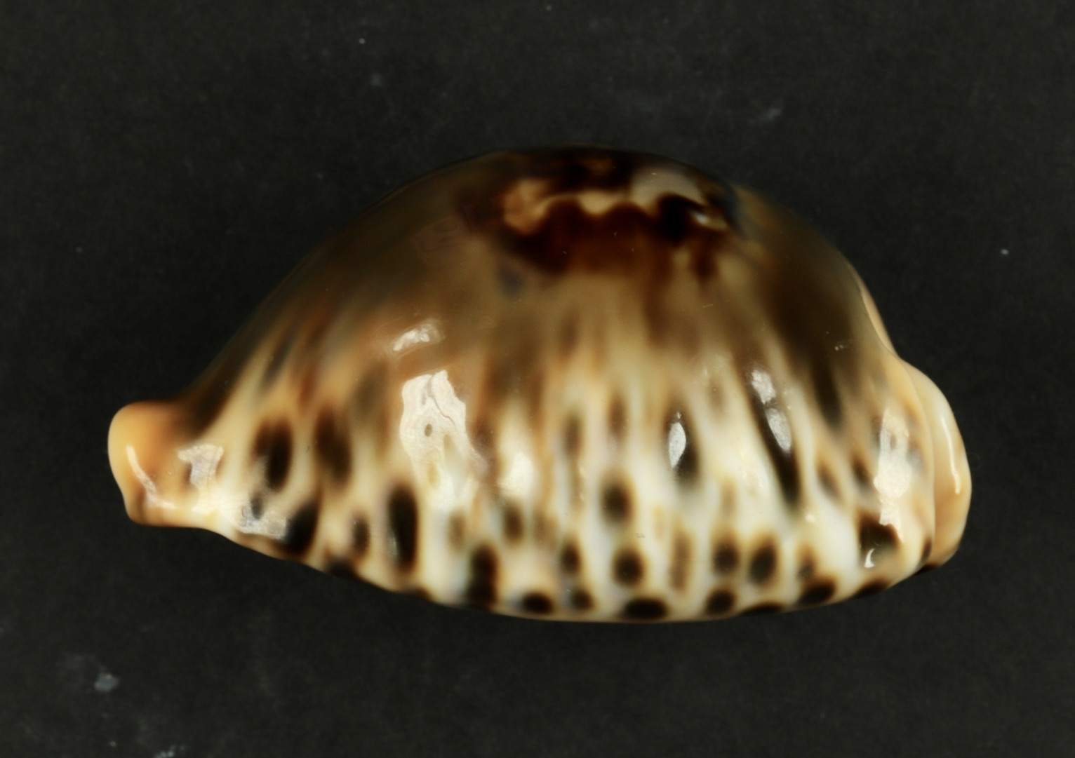 shellauction.net :: Cypraea fultoni fultoni - 3382093