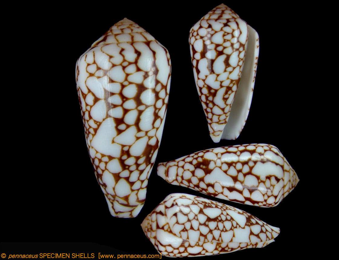 shellauction.net :: Conus episcopus f. mauritiensis - 3389113