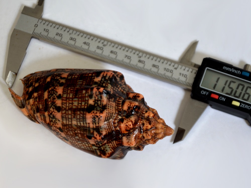 shellauction.net :: Voluta musica - 3392853