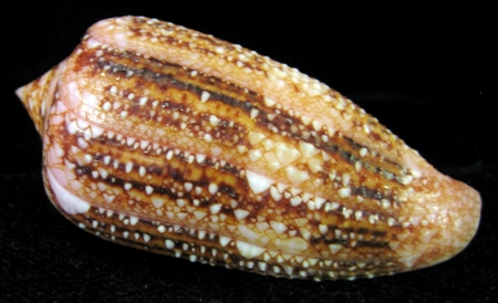 shellauction.net :: Conus legatus - 3397130