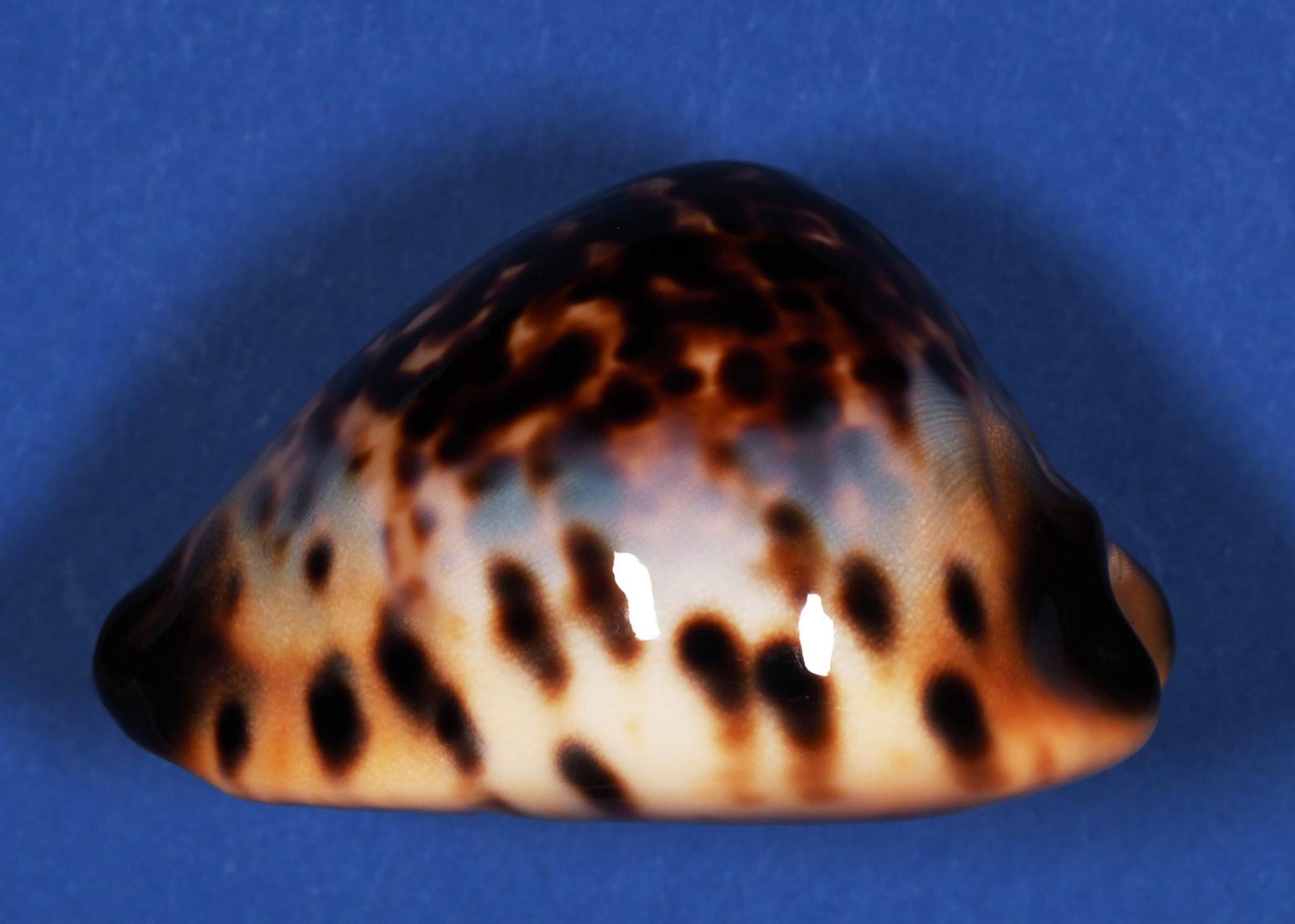 shellauction.net :: Zoila eludens - 3402127