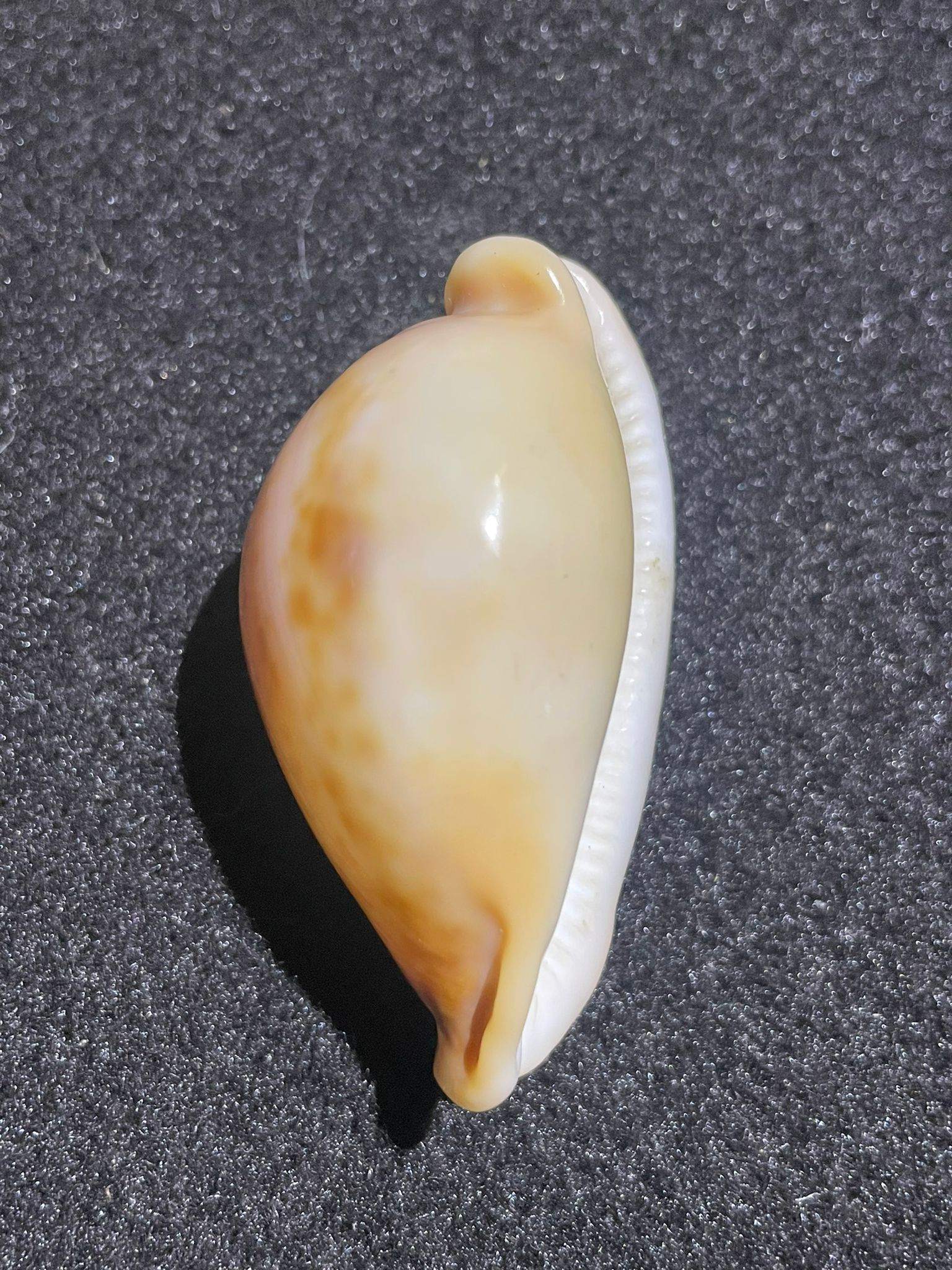shellauction.net :: Nesiocypraea teramachii polyphemus - 3411969
