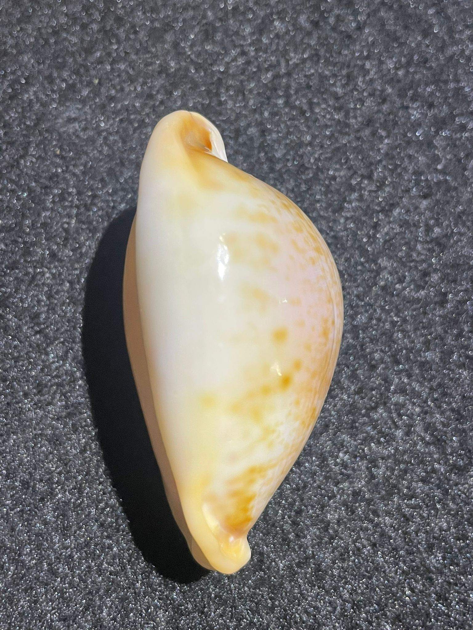 shellauction.net :: Nesiocypraea teramachii polyphemus - 3411969