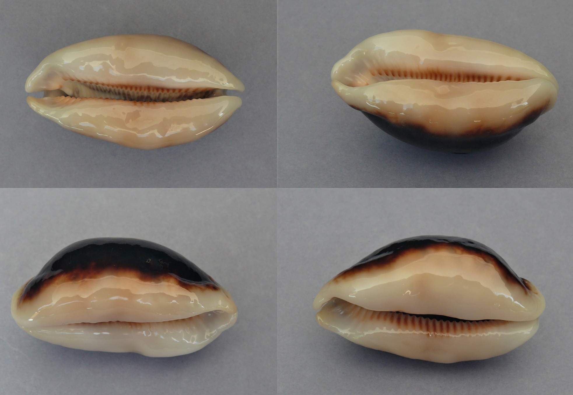 shellauction.net :: Mauritia eglantina - 3414685