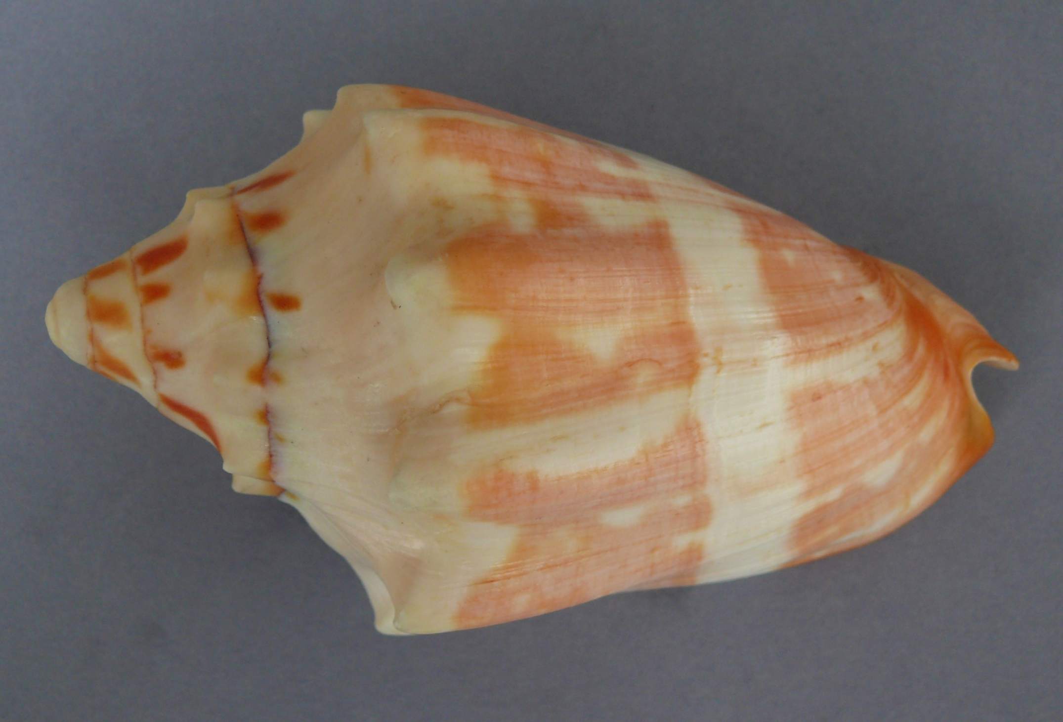 shellauction.net :: Cymbiola deshayesi - 3431600