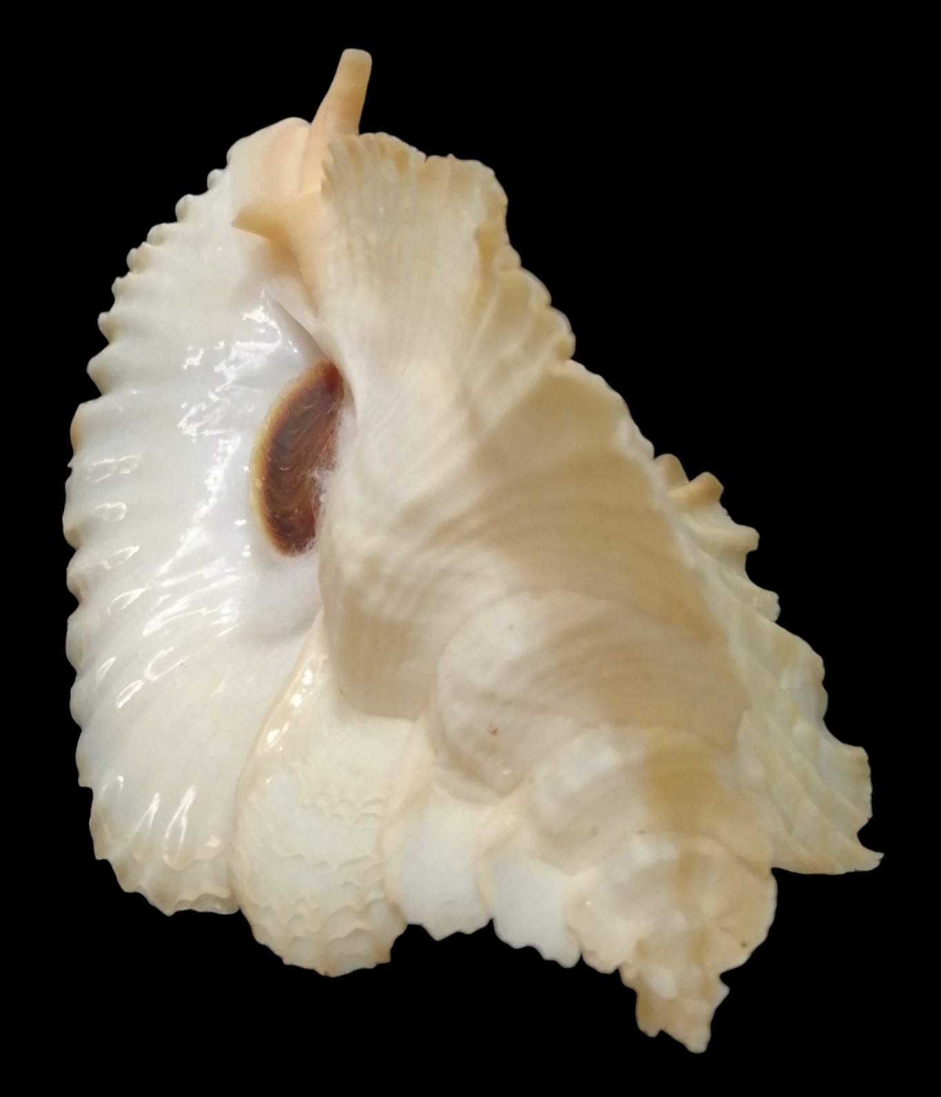 shellauction.net :: Timbellus bednalli - 3433265