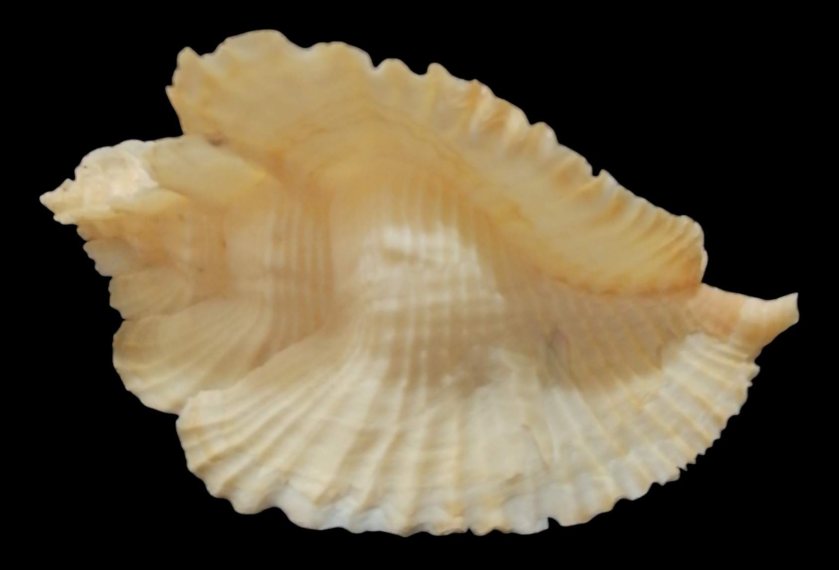 shellauction.net :: Timbellus bednalli - 3433265