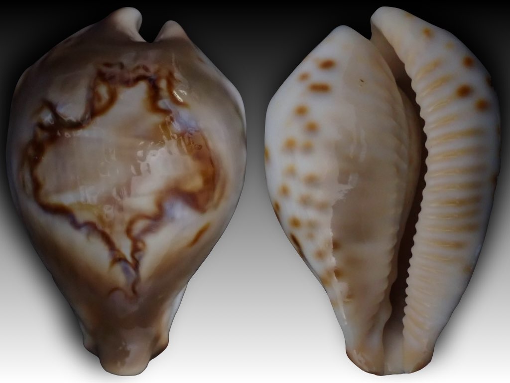 shellauction.net :: Barycypraea fultoni f. amorimi - 3437775