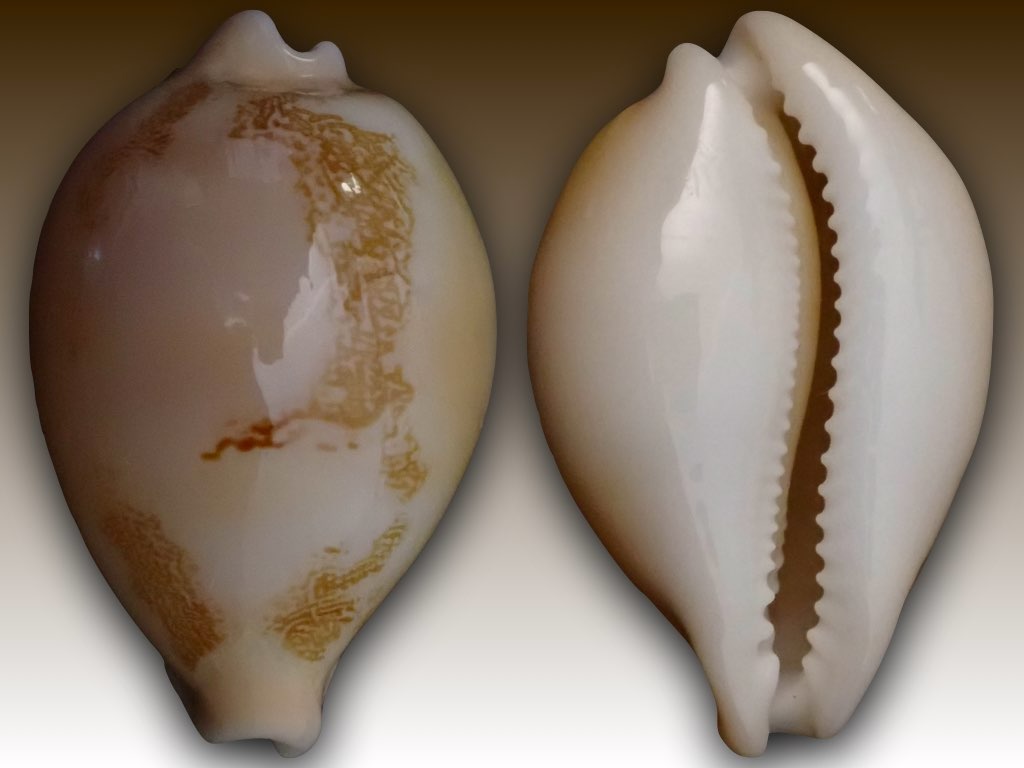 shellauction.net :: Austrasiatica sakuraii - 3437785