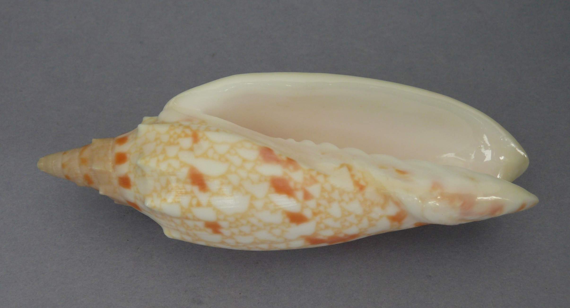 shellauction.net :: Cymbiola thatcheri - 3445596