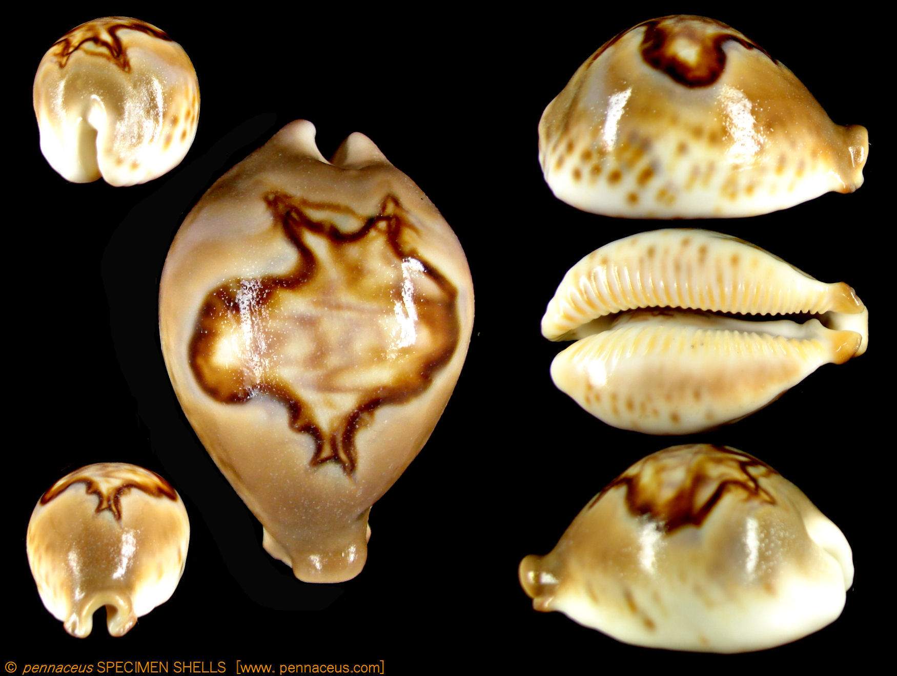 shellauction.net :: Cypraea fultoni massieri - 3448032