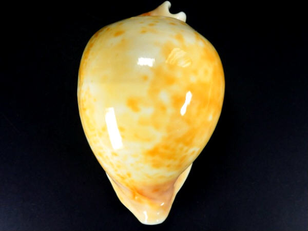 shellauction.net :: Cypraea armeniaca - 3453817