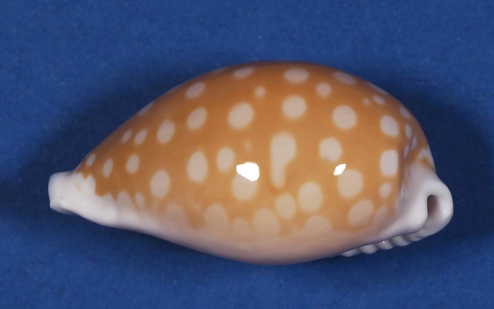 shellauction.net :: Cribrarula fallax antonellae - 3460657