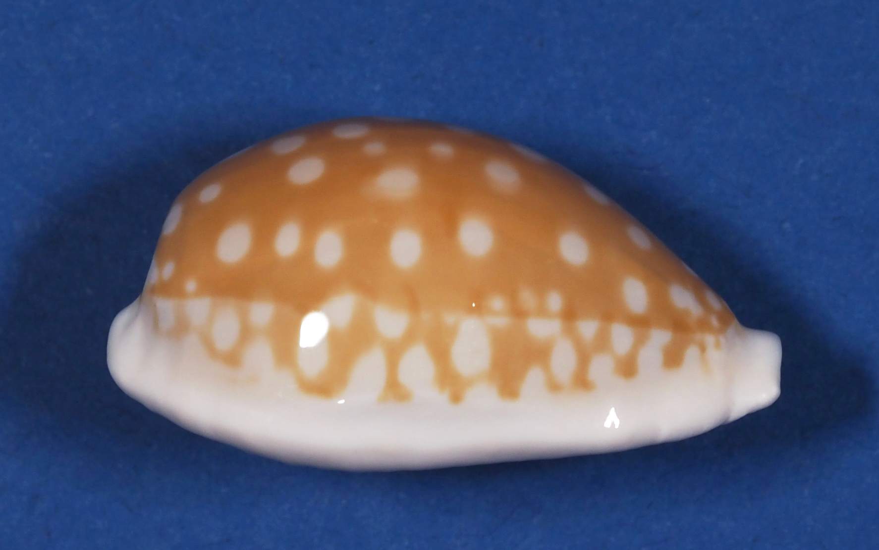 shellauction.net :: Cribrarula fallax antonellae - 3460657